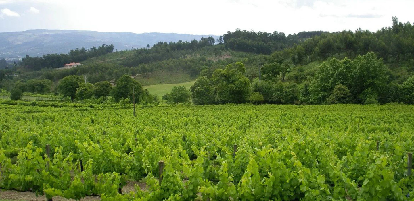 O Vinho Verde - Tourinto Premium Wines
